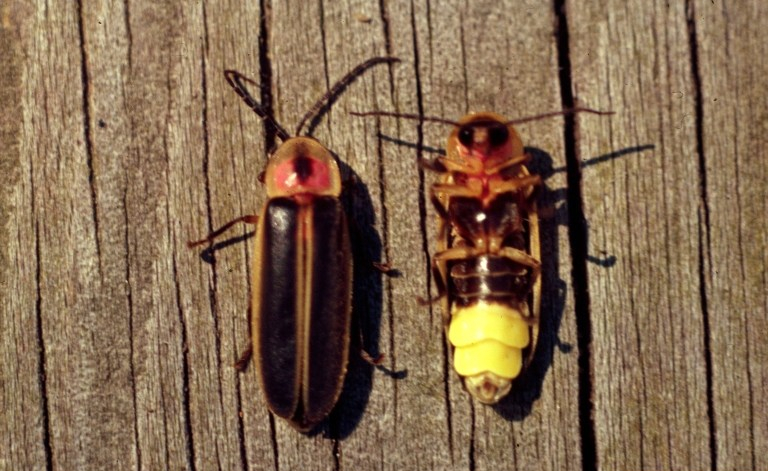 New firefly breeding patterns light the way for changes in color vision ...