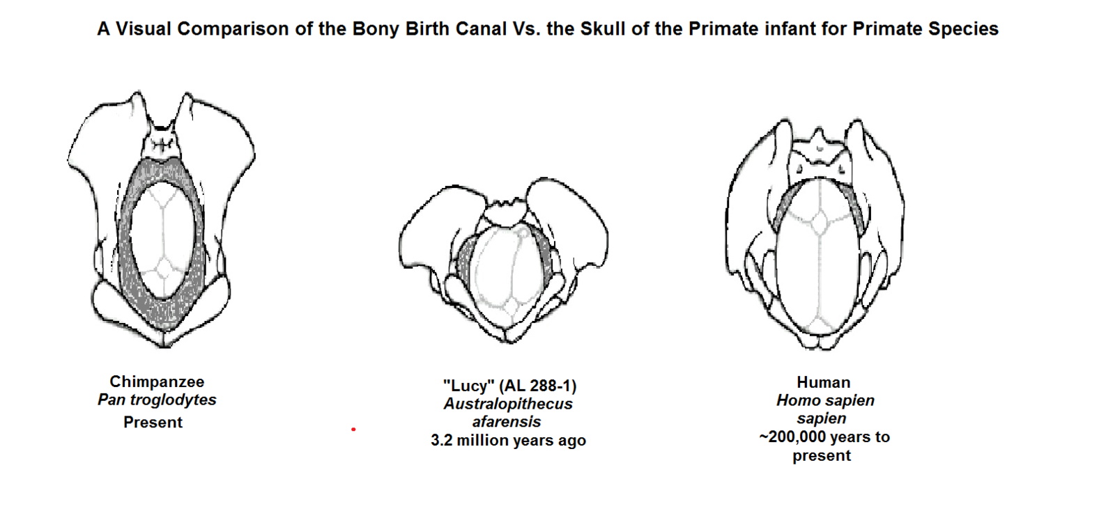 Global birth canal variation gives insight into human evolutionary past ...